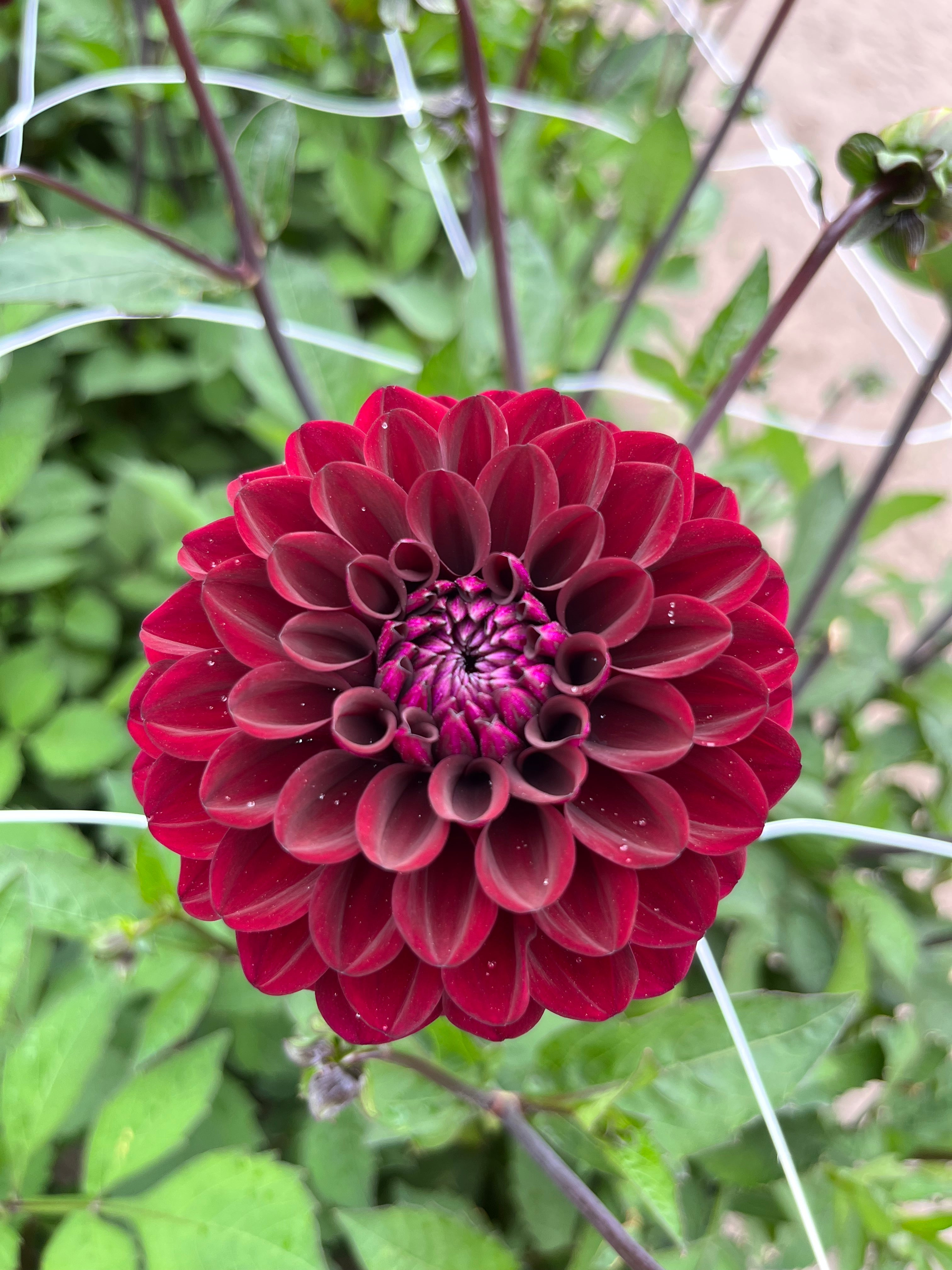 Dahlia 'Maroon Fox' – Gerven Bulbs