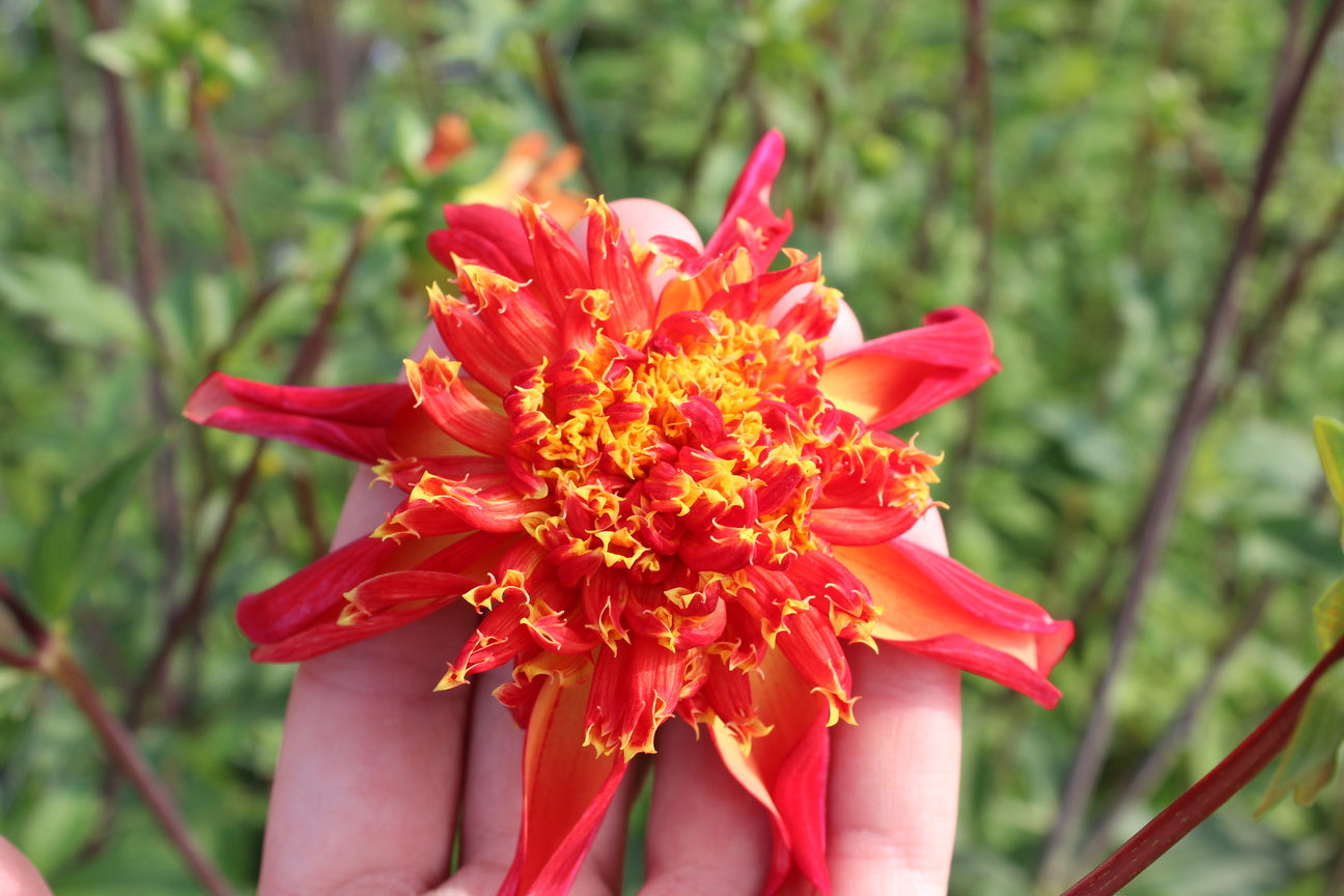 Dahlia 'Octopus Sparkle' | Orange flowered – Gerven Bulbs
