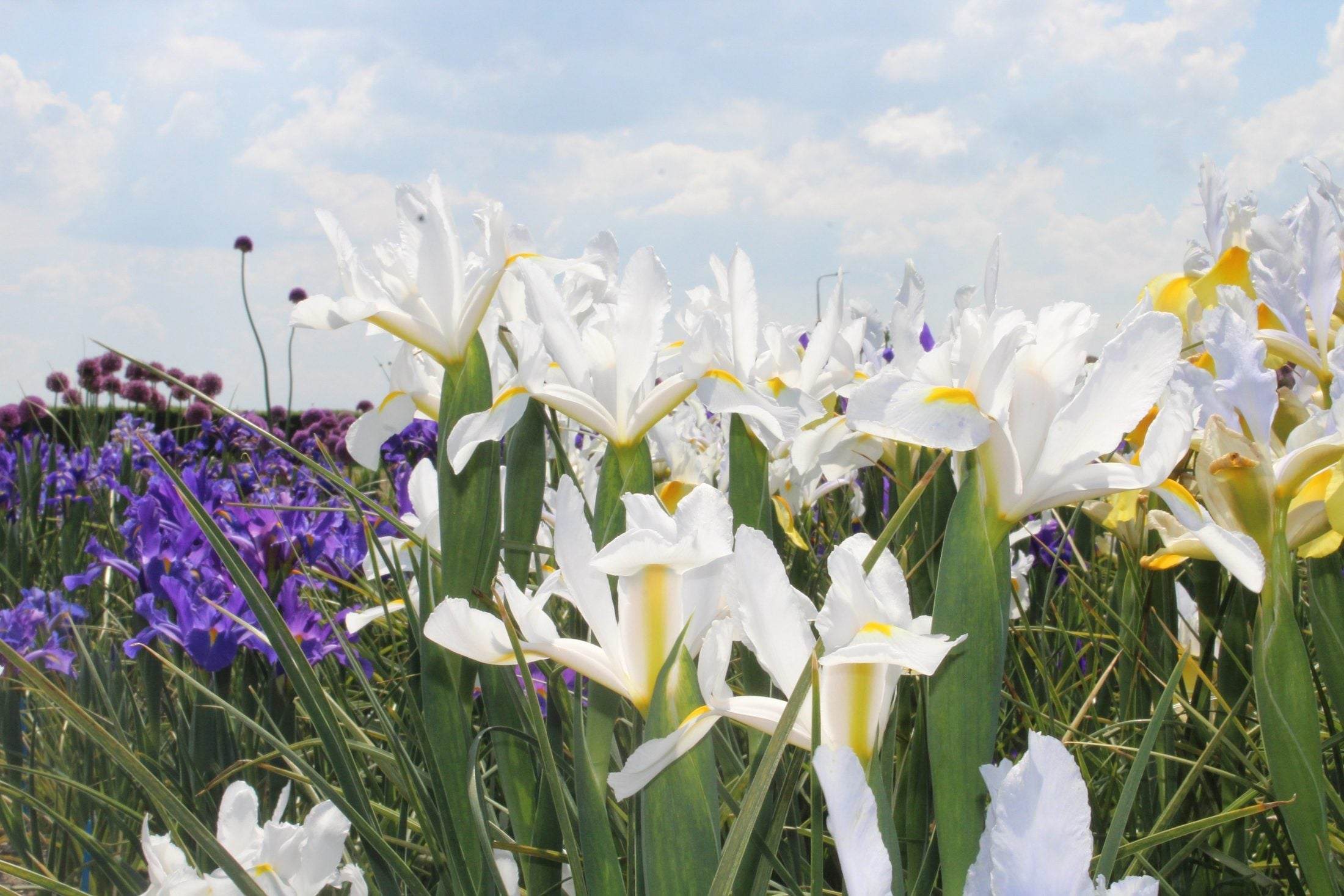 Iris hollandica 'Alaska'| Gerven Bulbs